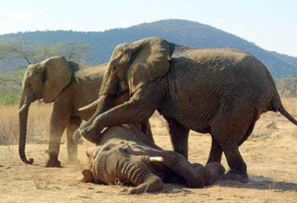 Elephants Share Emotions, Empathy and Grief Rituals