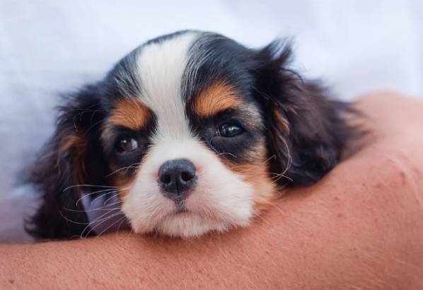 The Tender Journey of Pet Cremation: Understanding the Pr...