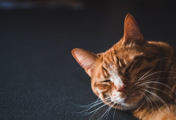 Keeping Memories Alive with a Pet Cremation Plan