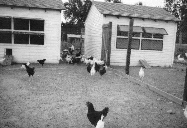 Building Brooder House Revealed Joys of Construction