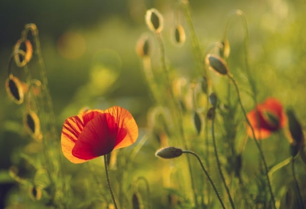 Cremation Packages Checklist for Blue Ash, OH Families