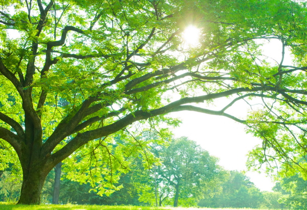 Going Green