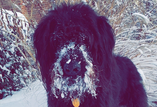 A Day in the Life of Tank, Canine Comfort Giver