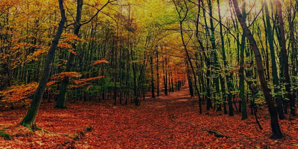 Ahlgrim & Sons Funeral and Cremation Services LTD | Schau...