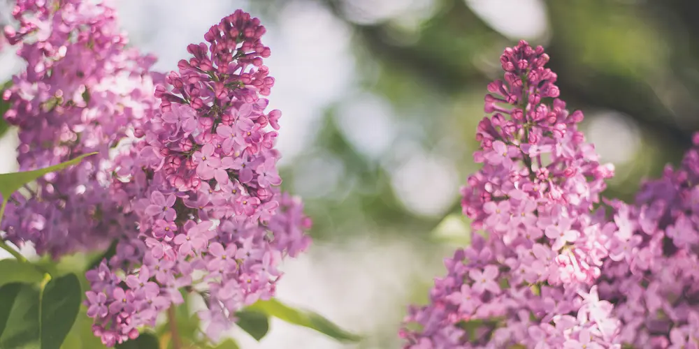 Cano Funeral Home | Stockton, CA