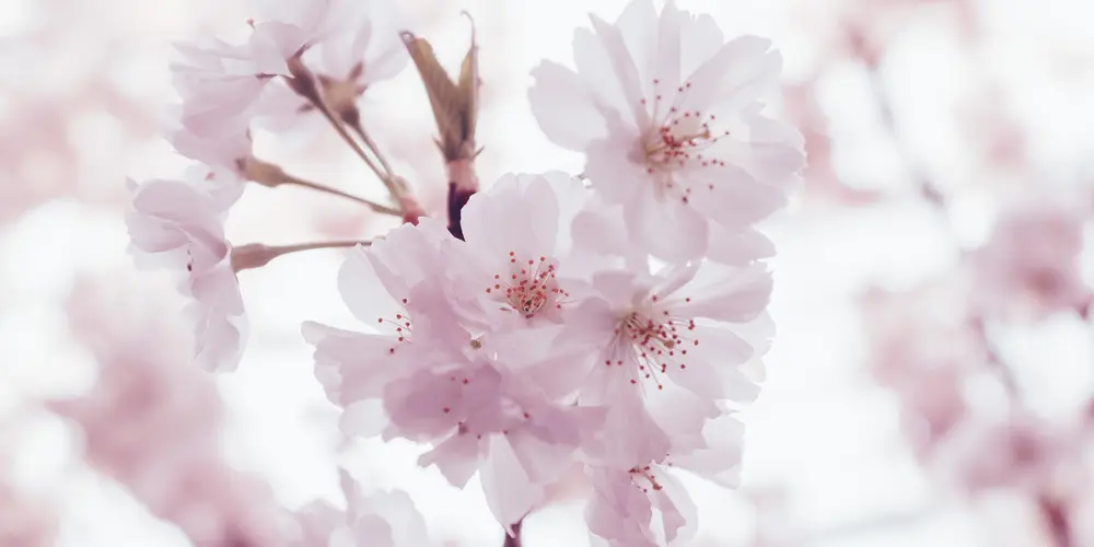 Cano Funeral Home | Stockton, CA