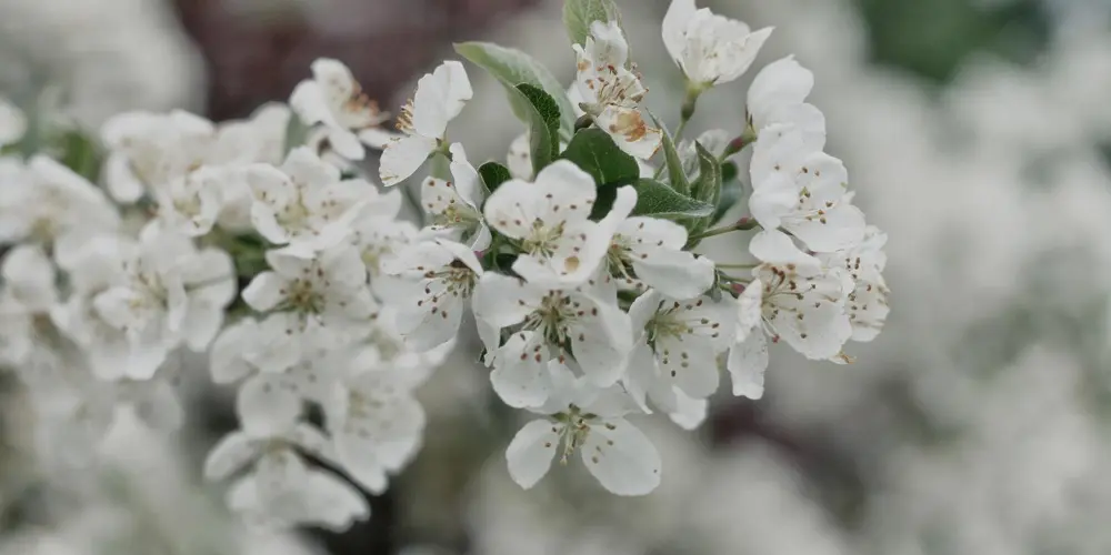 Fassbender Swanson Hansen Funeral & Cremation Services
