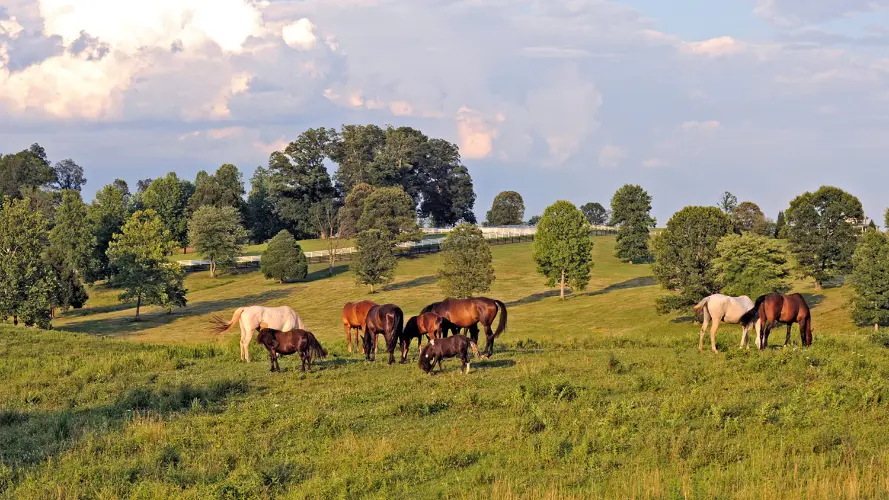 Warrenton, VA Funeral Home & Cremation | Moser Funeral H...
