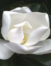 Rick Barron - 2018 - Magnolia Funeral Home