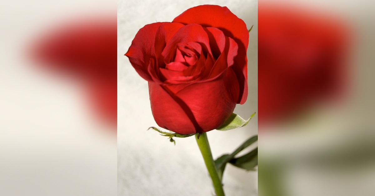 Obituary information for Ellen (Owen) Jarvis