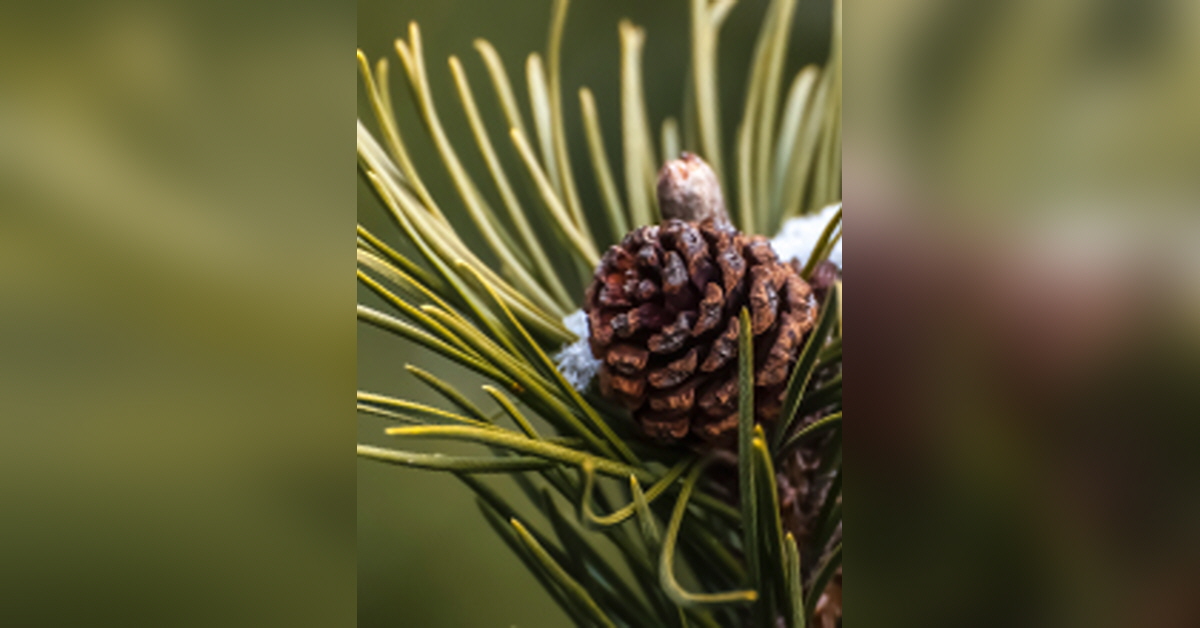 Obituary information for Antonio Marsillo, Jr.