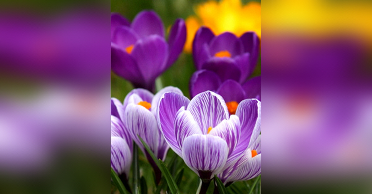 Obituary information for STASIA MICULA