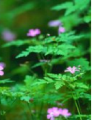 Paula M. Parris Obituary - 2020 - Carlson-Lillemoen Funeral Home