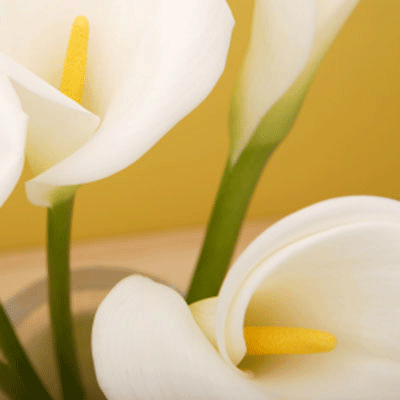 Francis R. Pease - 2020 - Ora L Wooster Funeral Home