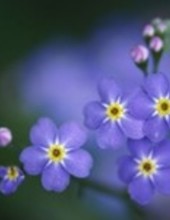 Julia Galbraith Gale - 2019 - Oakey's Roanoke Chapel