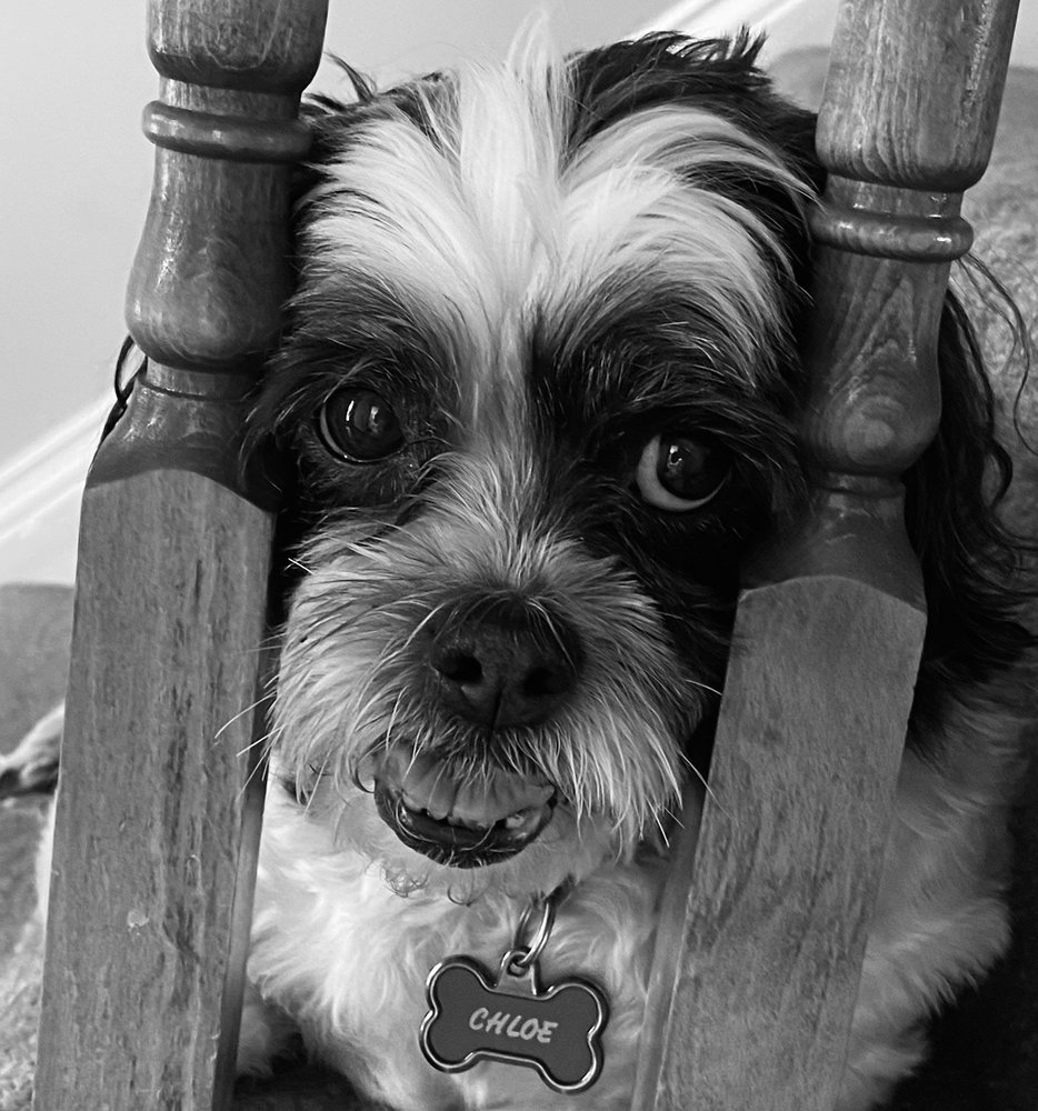 Chloe Power - 2020 - Paw Prints Forever