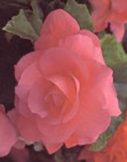 Angelia Marie Rose - 2020 - Sunset Hills Funeral Home