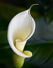 Gerald David McCafferty - 2021 - Serenity Burial & Cremation Services Inc.