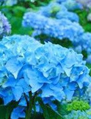 Evelyn Teaster Crawford - 2017 - The J.F. Floyd Mortuary