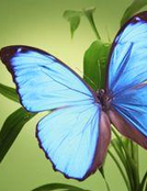 Cecil Wolfe Ressler - 2016 - Ballard-Durand Funeral & Cremation Services