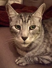 Buddy Faulkner - 2018 - River Country Pet Loss & Cremation Center, LLC