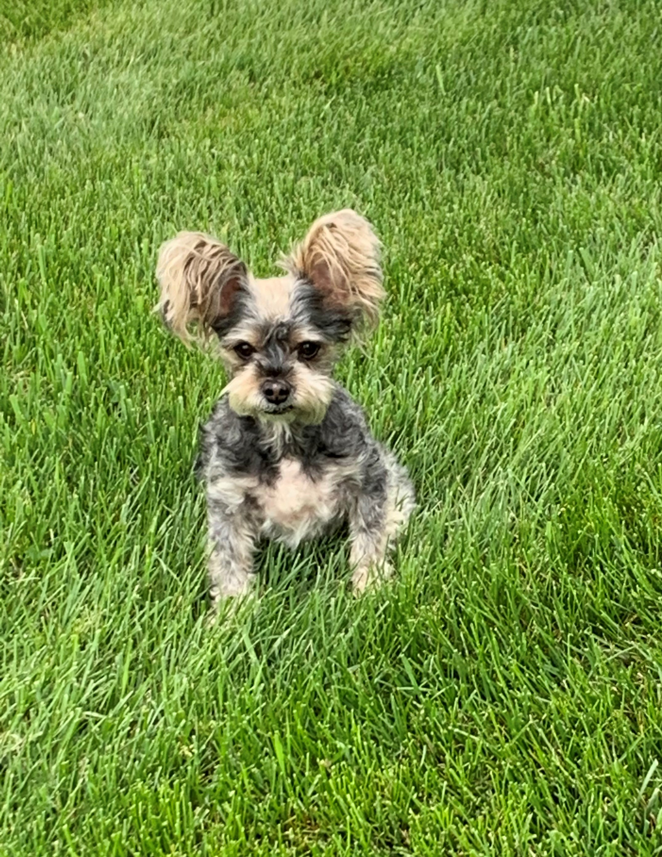 Coco Savage - 2021 - Paw Prints Forever