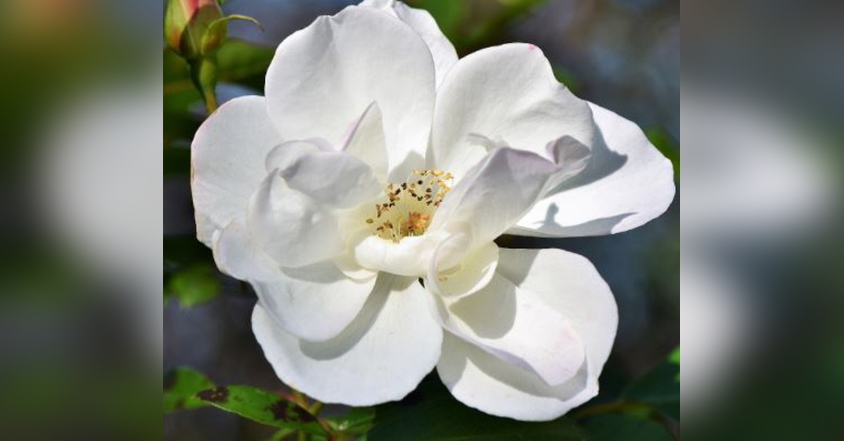 Obituary information for Cynthia Ann Leach Obituary information for Cynthia Ann Leach
