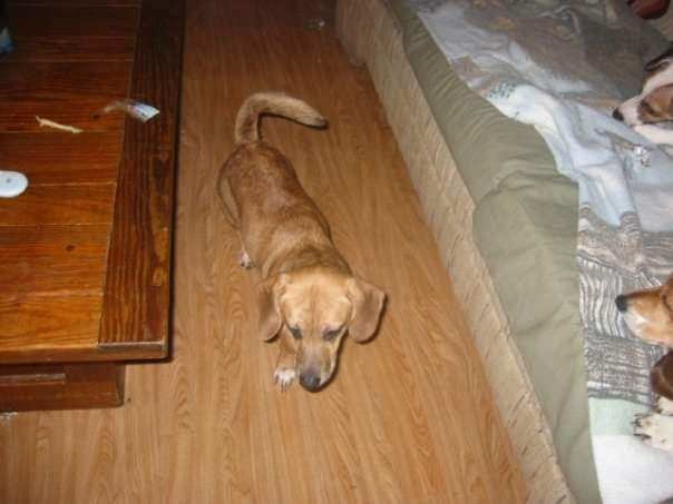 Gina Pollard - 2021 - Faithful Friends Pet Memory Center