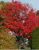 Mark STITH - 2012 - Coats Funeral Home