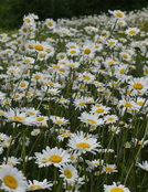 Carole A. Torres - 2021 - Humboldt Cremation & Funeral Service