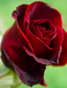 David Shakespeare - 2021 - WW Holt Funeral Home