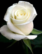 Mrs. Gail Packer - 2021 - John House's Cave Spring Chapel Funeral Home