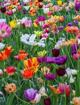 Margie Patterson - 2021 - Brunswick Memorial Park Funeral Home and Cemetery