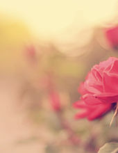 Janice Dahl - 2022 - Anderson's Tribute Center