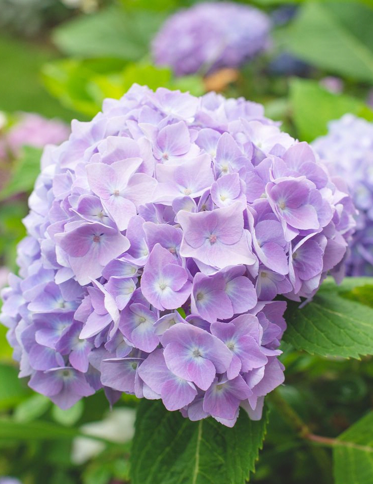 Robert Jerry Teston - 1970 - Robert Jerry Teston