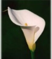 Mary Bridget Sadler - 2022 - Newediuk Funeral Home