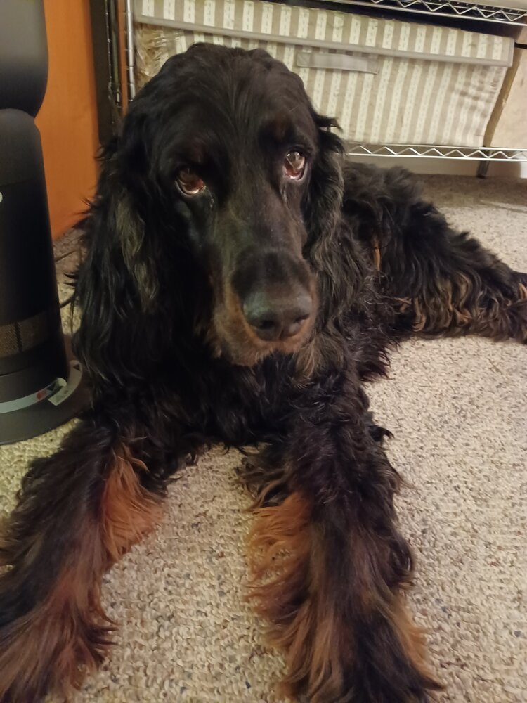 Isabella Berry - 2022 - Paw Prints Forever