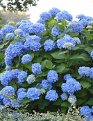 Barbara Gunn - 2022 - Innisfil Funeral Home Limited