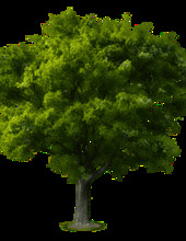 Tiera Janiece Knight Odoms - 2022 - Small's Mortuary & Cremation ...