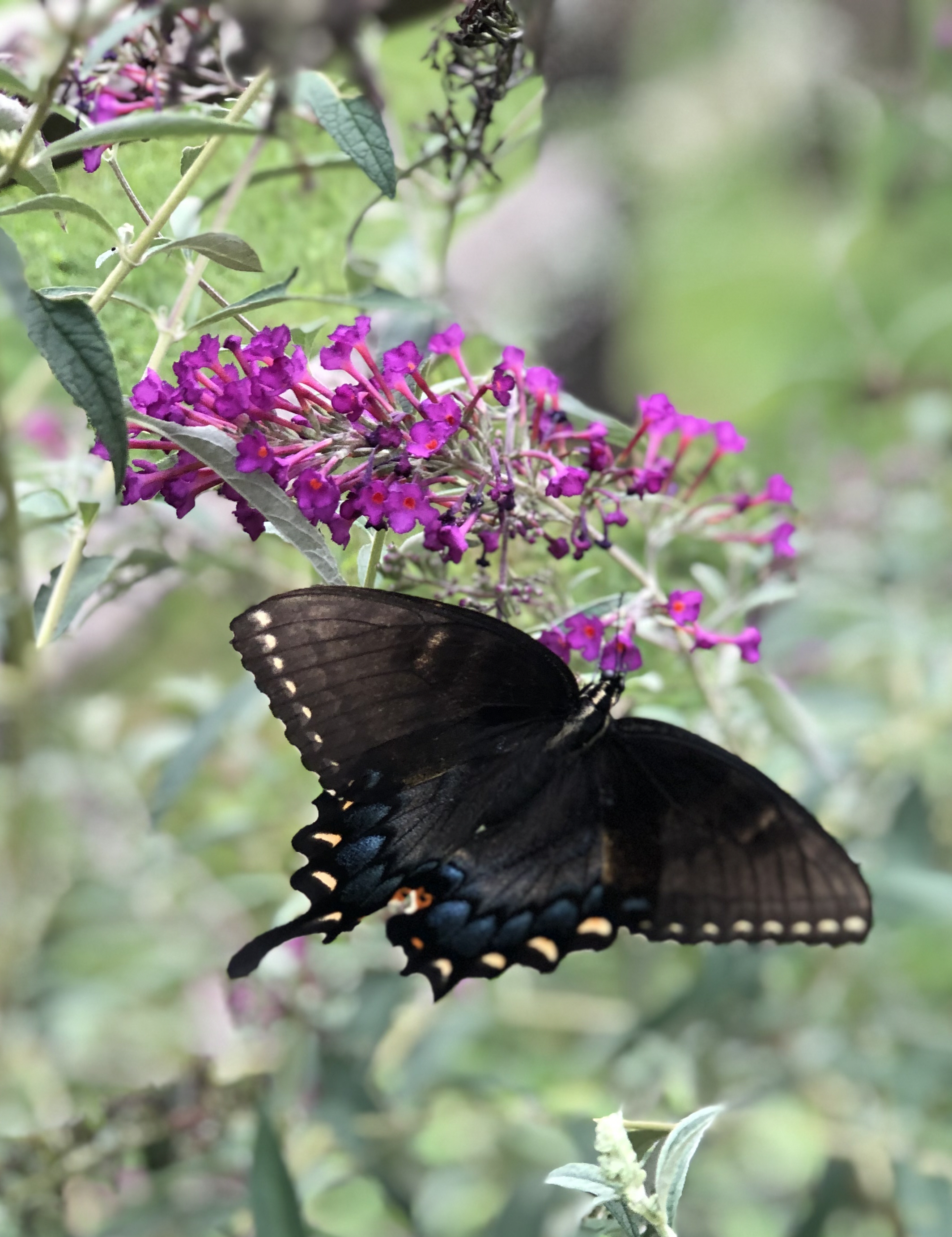 Susan Lynn Landreth Van Almen - 2022 - Lambert Funeral Home & Cremation ...