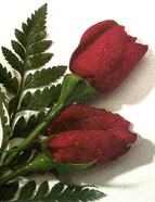 Flora Christine Manning - 2022 - Dowell & Martin Funeral Home