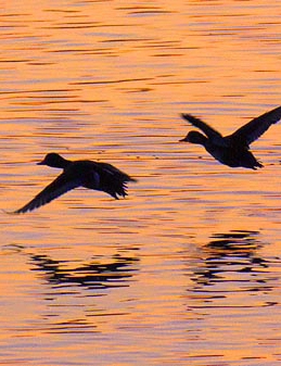 Raymond Lawrence - Memories Trees