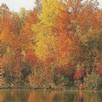 Rebecca Morgan Boggs - 2015 - Thornton Funeral Home & Cremation Center