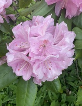 Nancy Ann Weakland - 2022 - Richard Searer Funeral Home