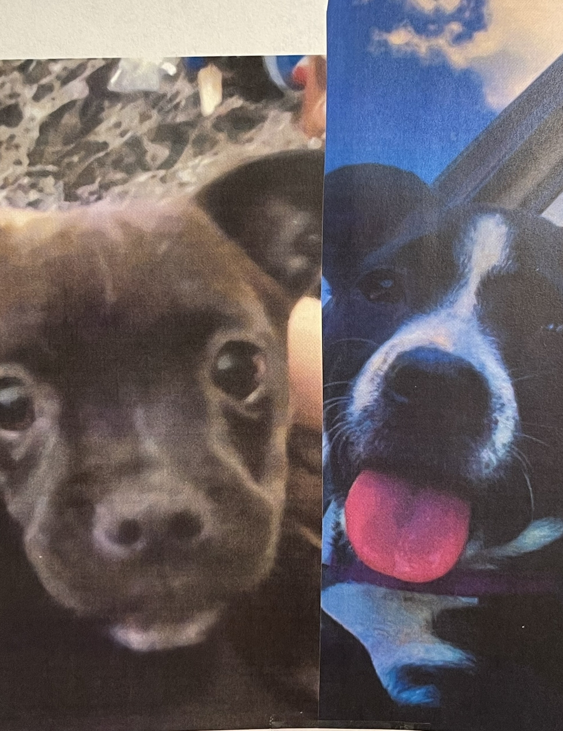 The Holdsworth Girls - Columbia Pet Cremation Center