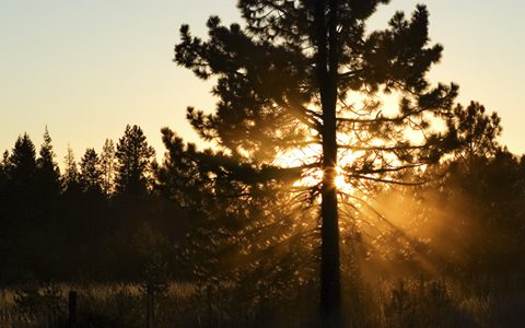 Charles Breen, Jr. - 2018 - Morgan Memorial Home