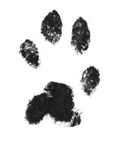Mauser Martin - 2022 - Jenkins Family Pet Cremations