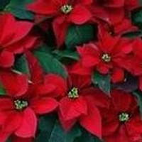 Jeanne Carol Dempsey - 2012 - Daniels & Hutchison Funeral Home LLC