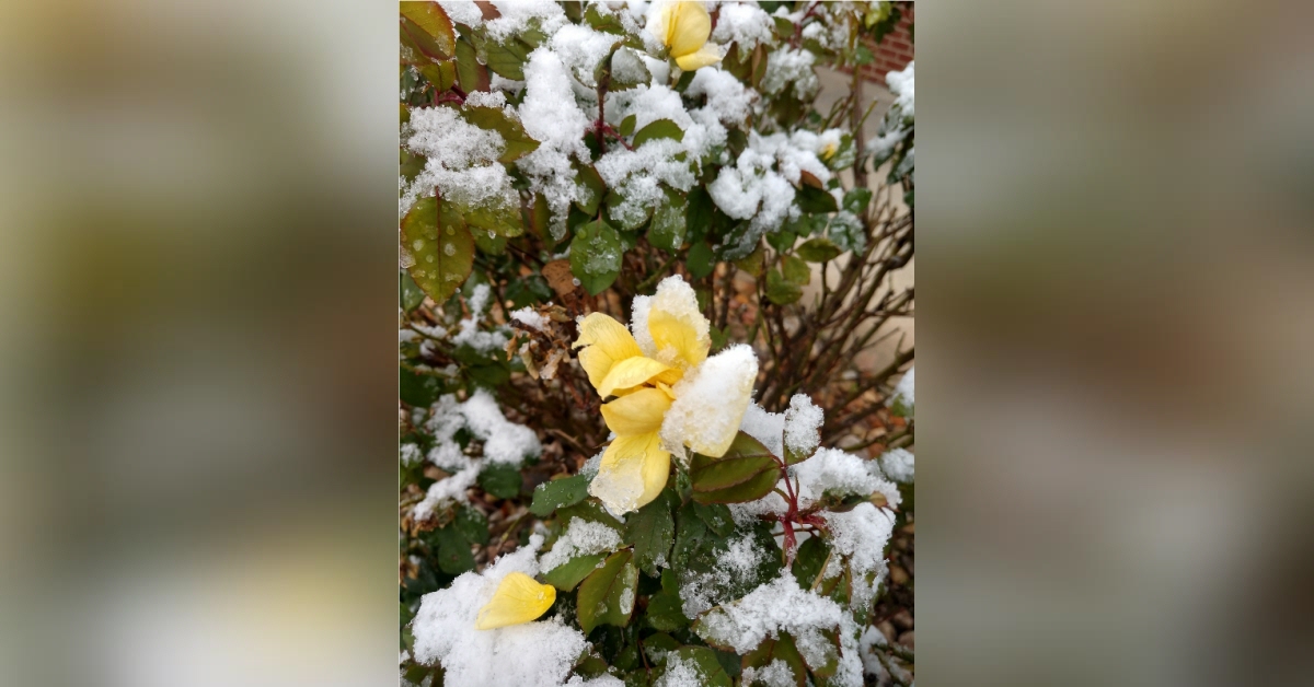 Obituary information for Debbie Poston Davis