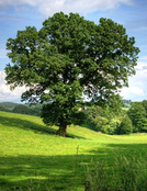 Hubert Lee - 2022 - Emmick Family Funeral Services Lake View